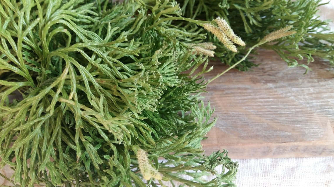 Clubmoss fan club moss evergreen dried botanicals bouquet | Etsy