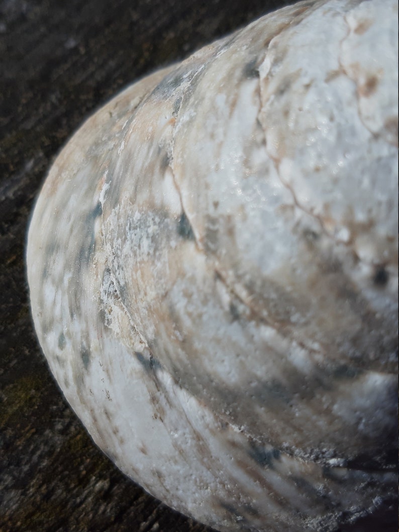 Beach Sea Shell Collection Set Natural Nautical Coastal - Etsy