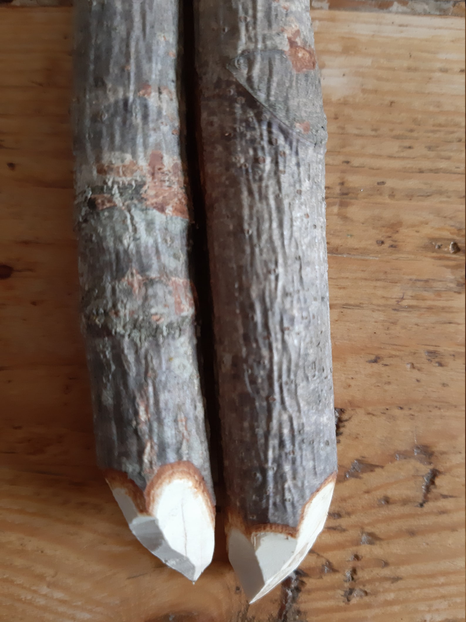 Chestnut wand supply wooden sticks horse chestnut tree natural | Etsy