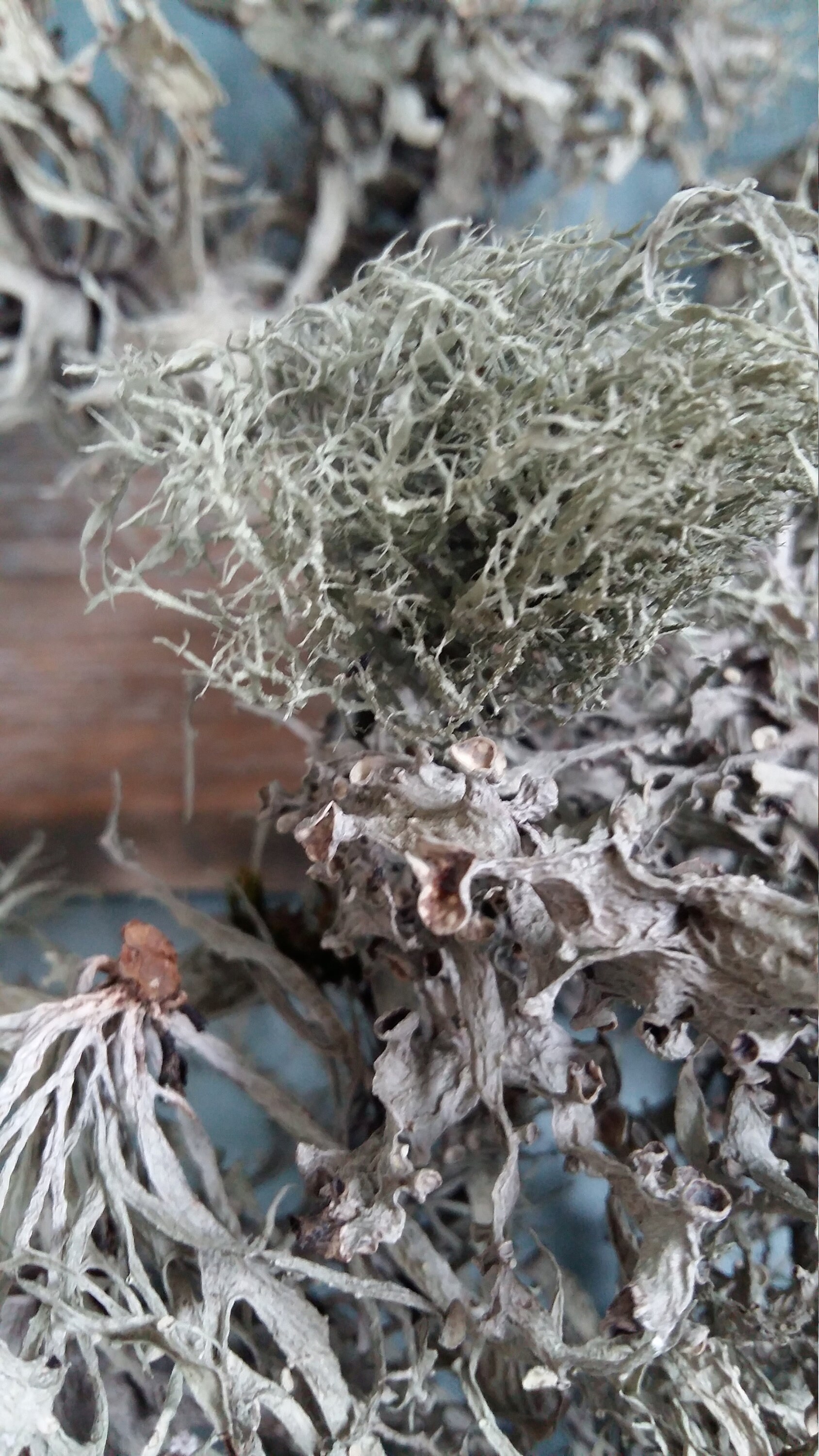 Oak Moss Preserved Dried Natural Gray Moss Incense Herb DIY Crafts ...