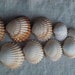 16 Sea Shells Collection Set Natural Supply Coastal Beach - Etsy