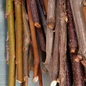 Craft Sticks Natural Northern Tree Wood Sticks Set Rustic Pimitive ...