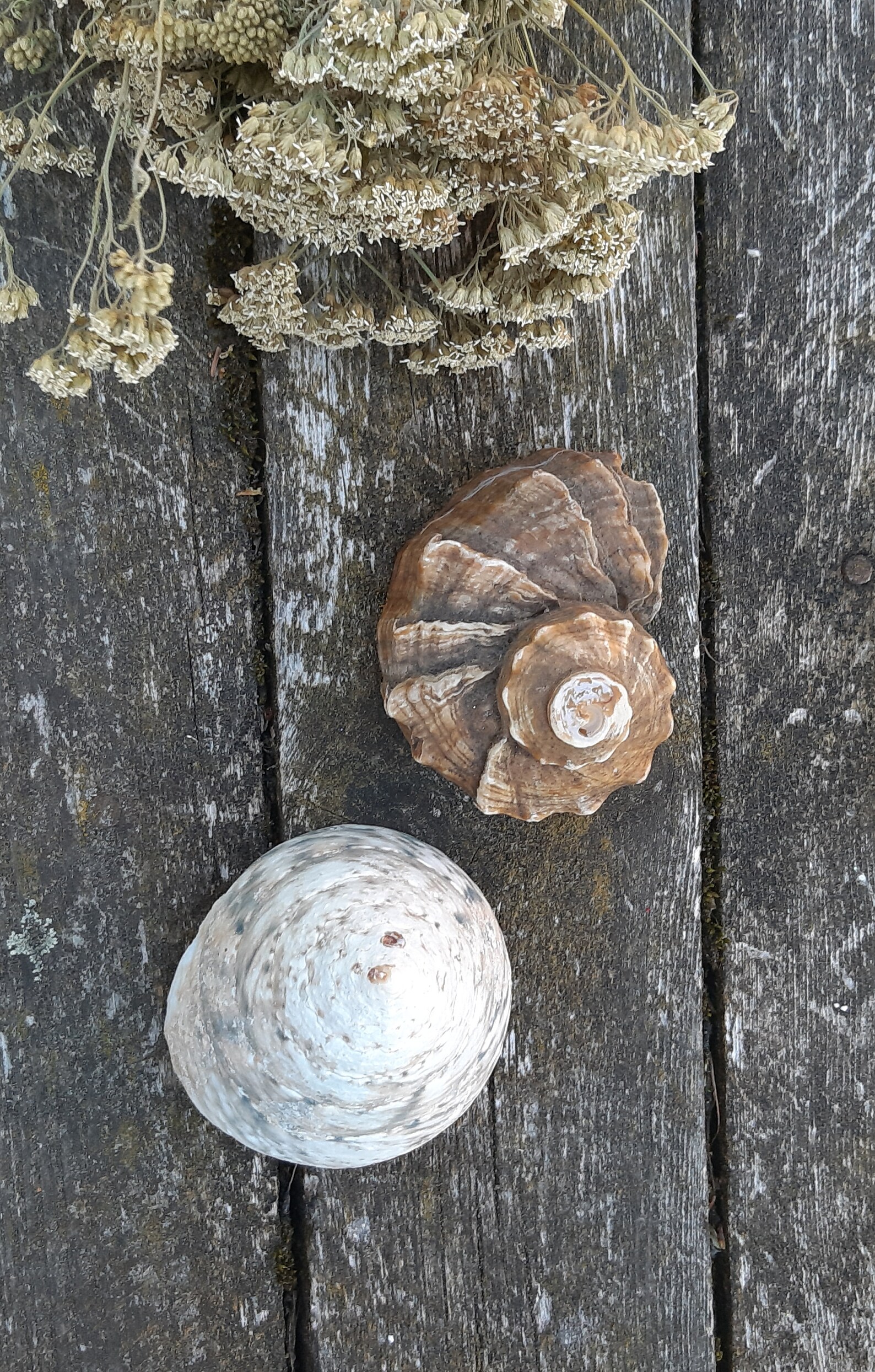 Beach Sea Shell Collection Set Natural Nautical Coastal - Etsy