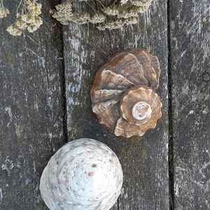 Beach Sea Shell Collection Set Natural Nautical Coastal - Etsy