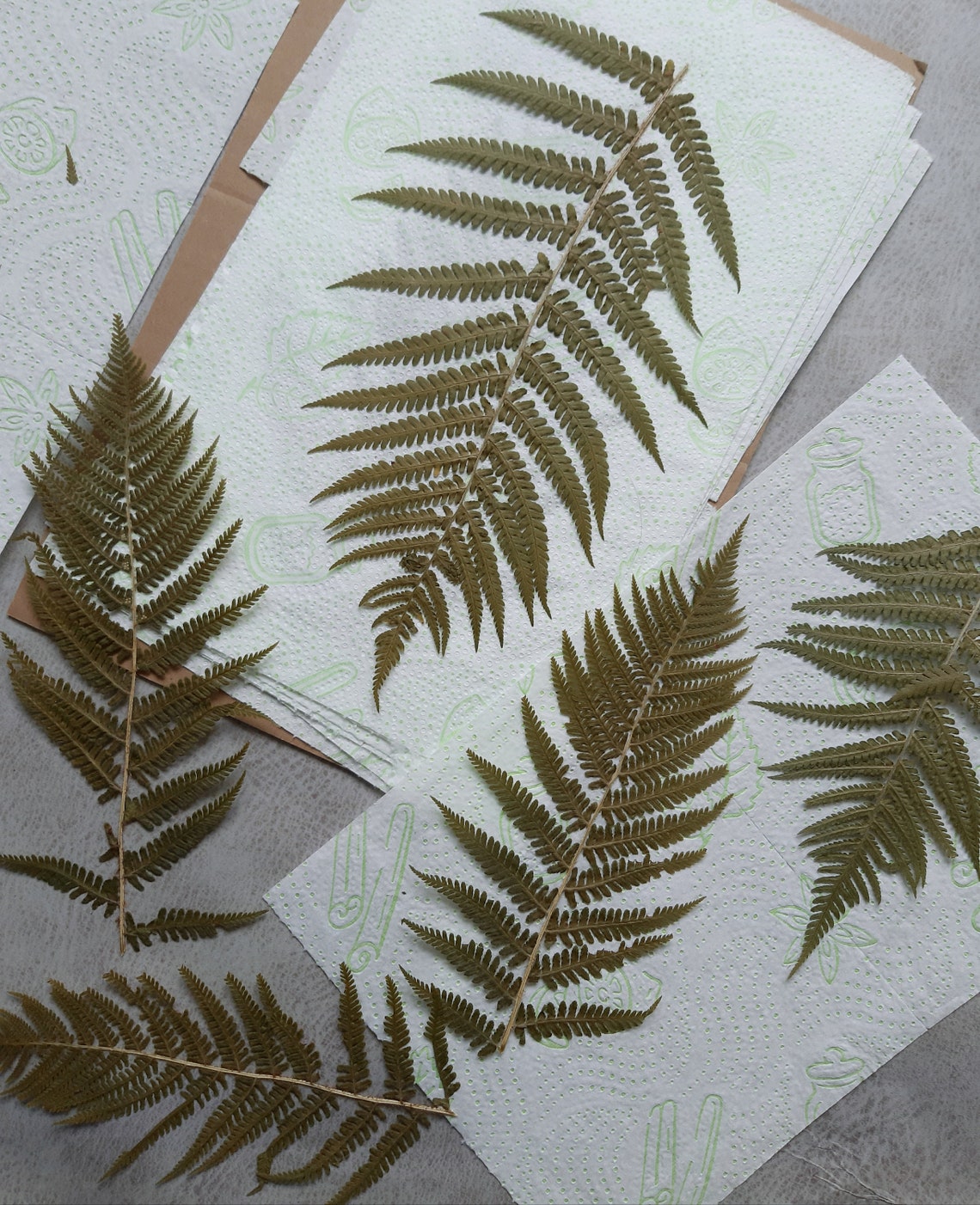 Pressed Fern Natural Plant Leafs Herbarium 6 Real Dried Green - Etsy