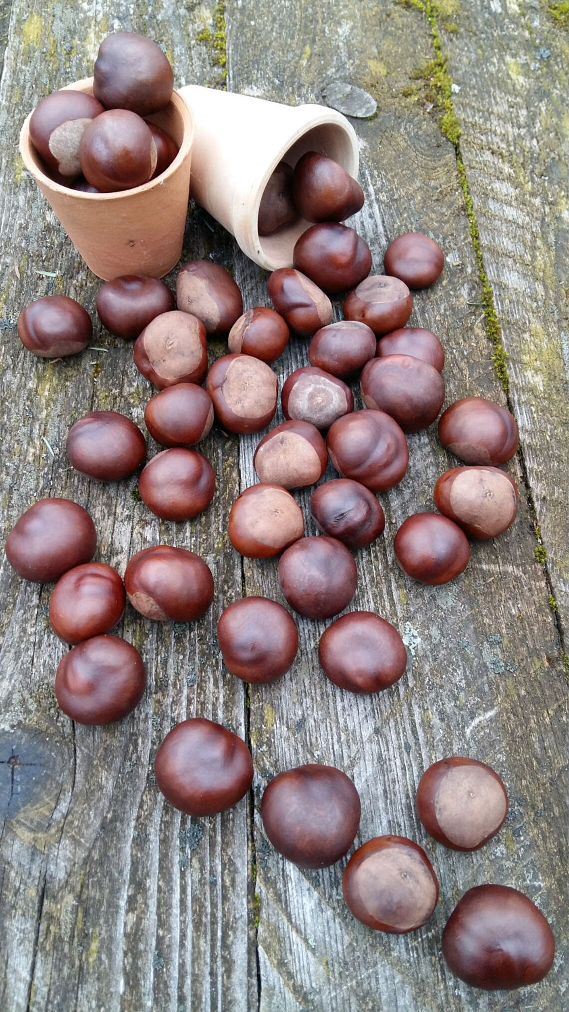 Horse Chestnuts Natural Craft Supply Real Dried Simple Rustic - Etsy