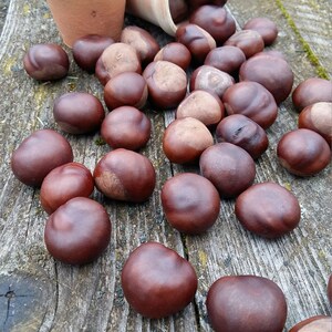 Horse Chestnuts Natural Craft Supply Real Dried Simple Rustic Fall ...