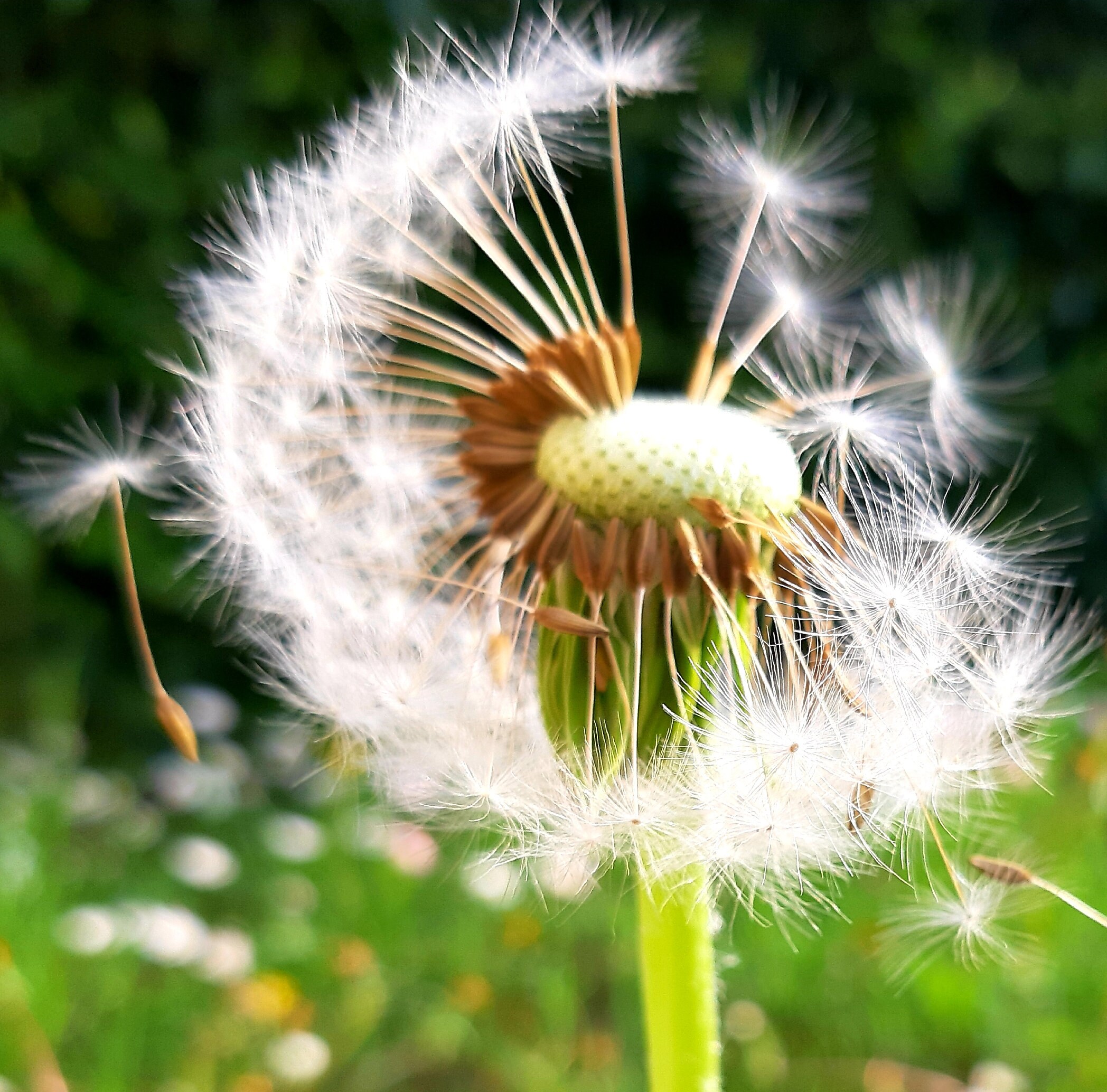 Dandelion Flower Seed