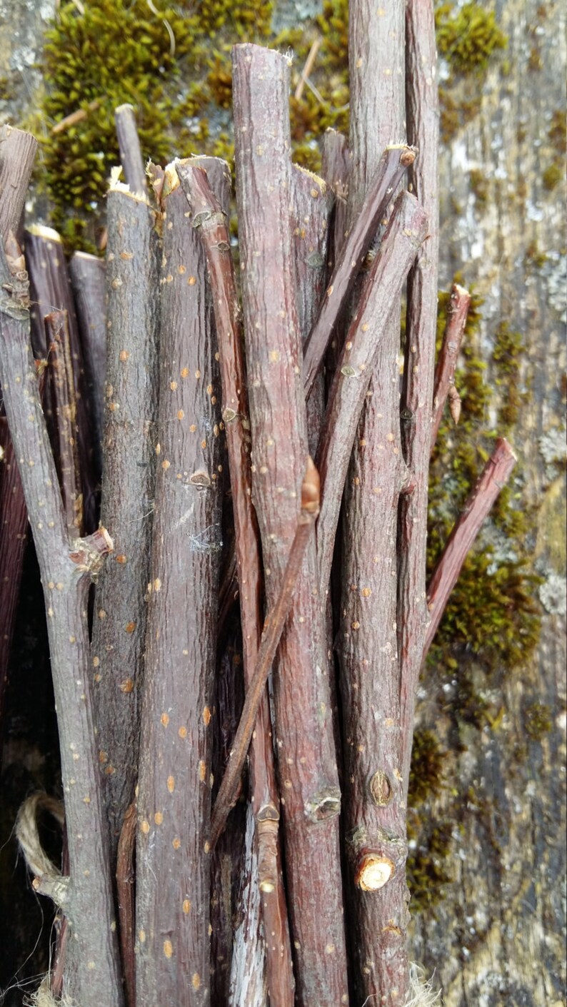 Hackberry Twigs Rustic Home Decor Wooden Twigs Branch Bundle - Etsy