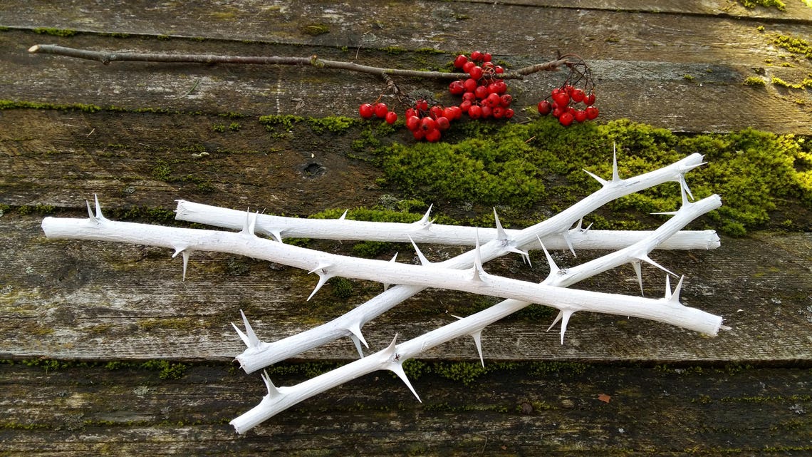 White Sticks Thorns Thorn Tree Branches Acacia Wood Natural - Etsy