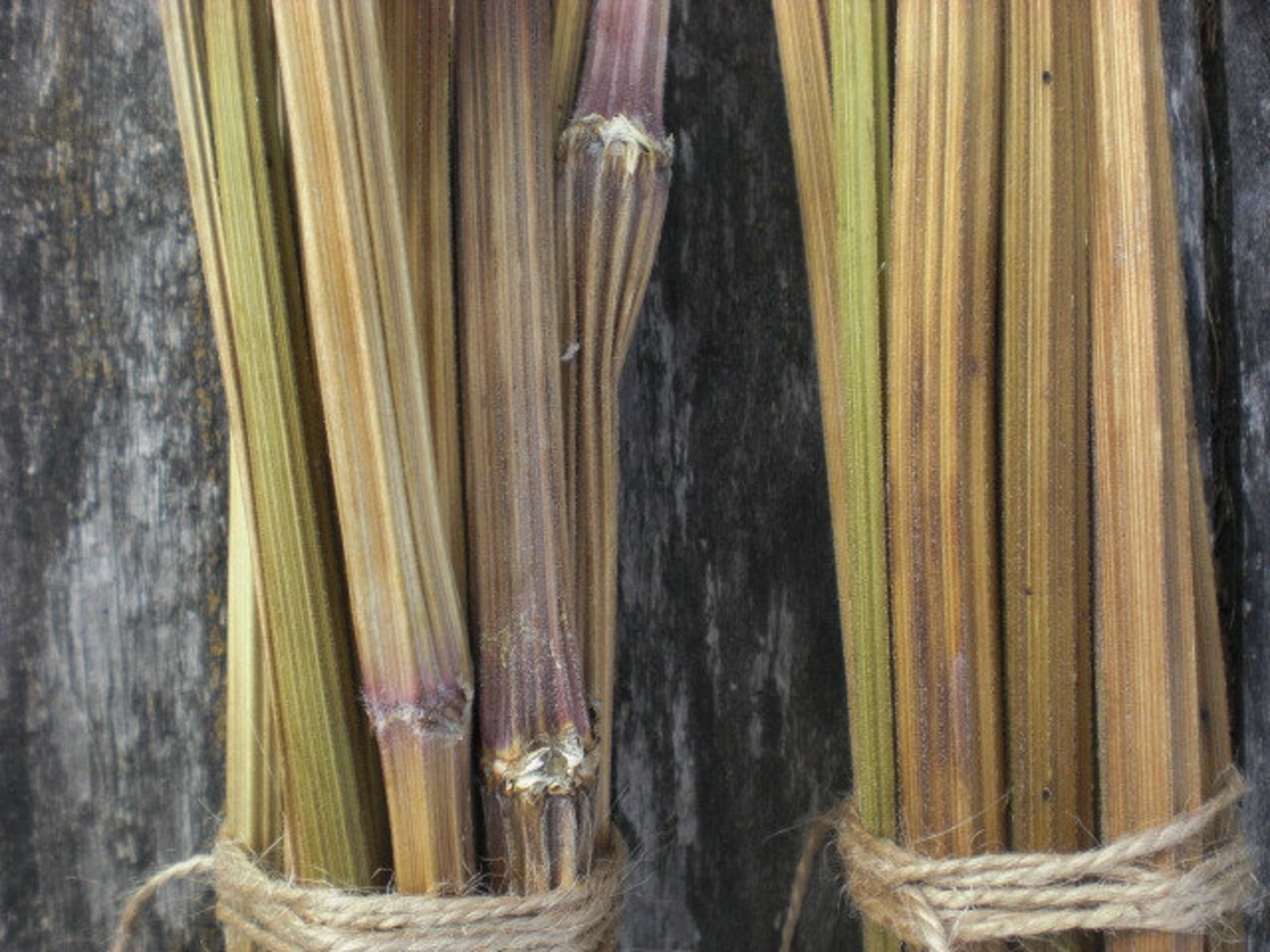 Natural Plant Craft Material Stems Sticks Botanical Dried - Etsy