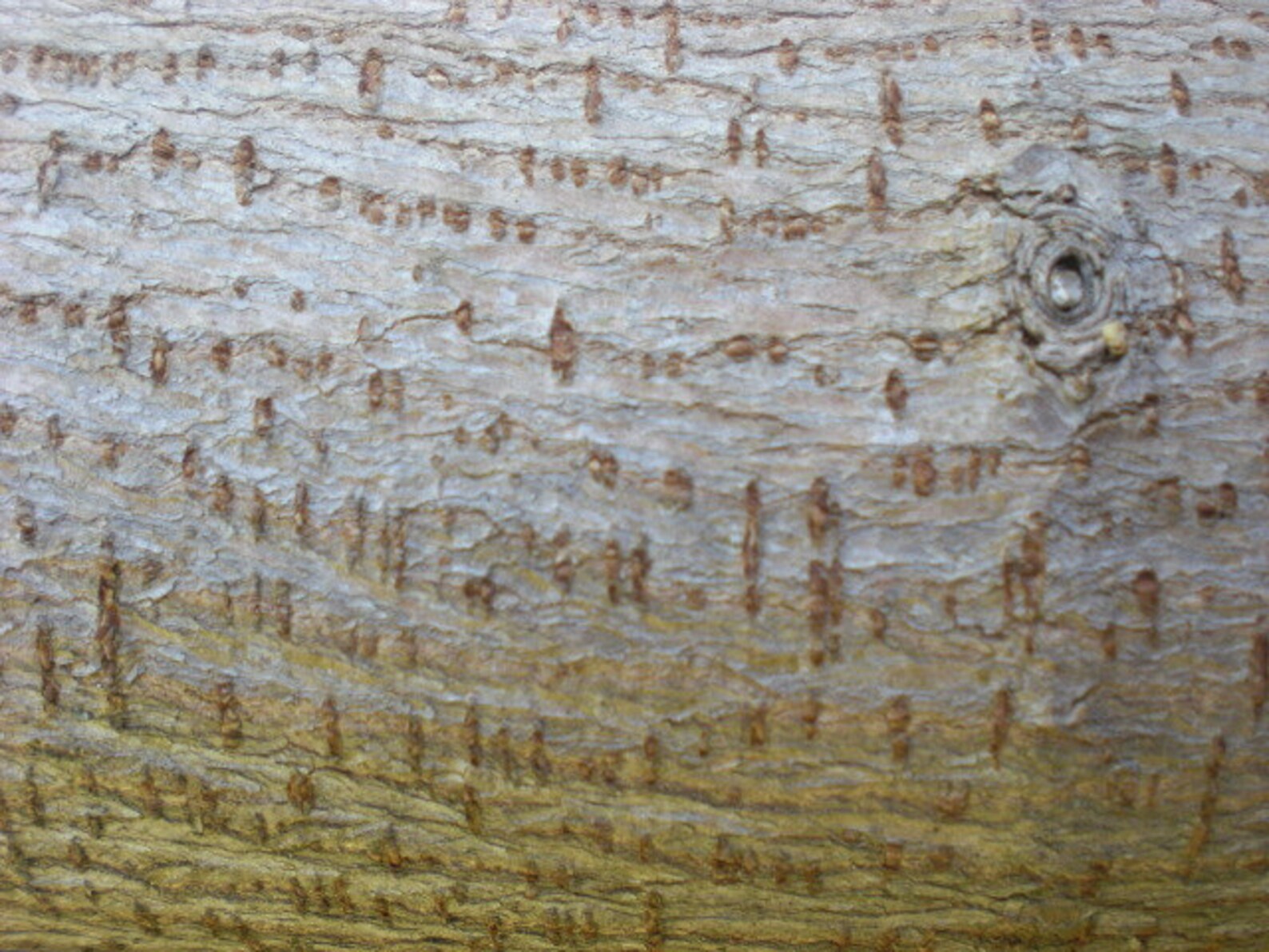 Firewood Log Natural Wood Log Primitive Rustic Home Decor | Etsy