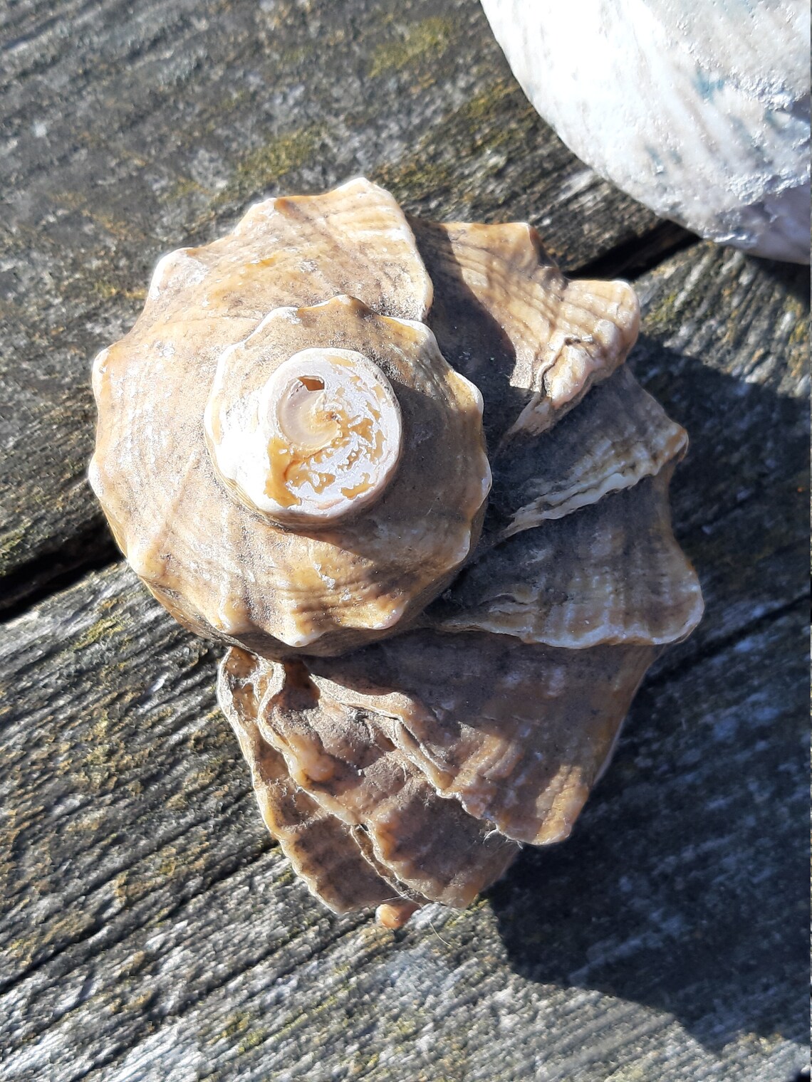 Beach Sea Shell Collection Set Natural Nautical Coastal | Etsy