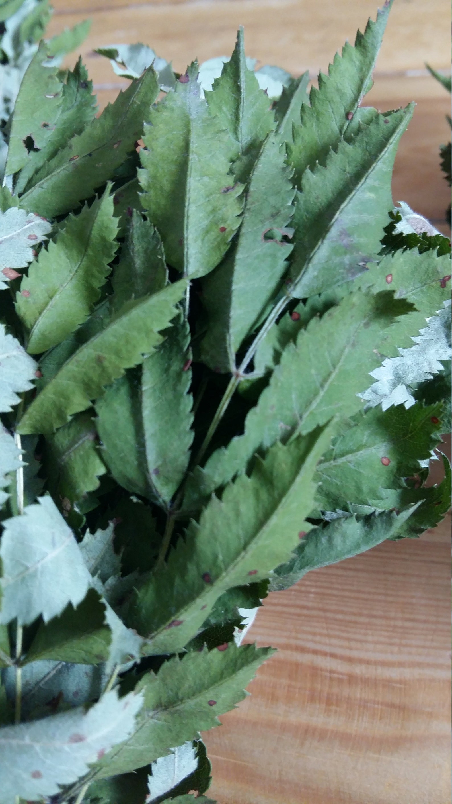 Natural dried leafs bundle protective rowan tree leaf herbal | Etsy