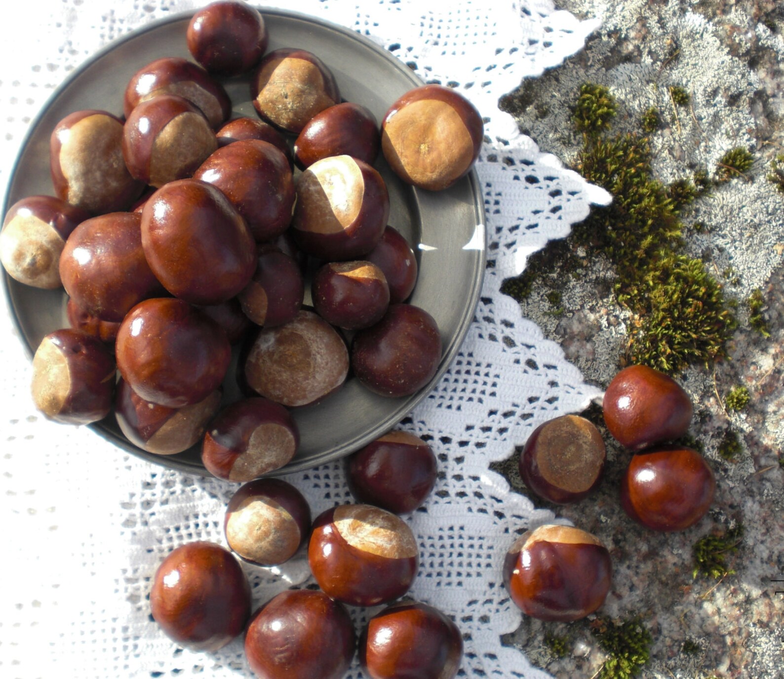 Horse Chestnuts Natural Craft Supply Real Dried Simple Rustic - Etsy