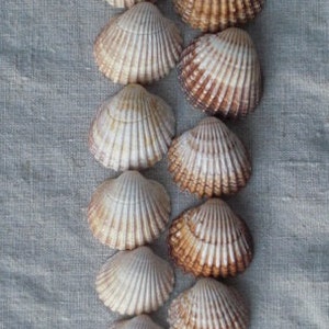 16 Sea Shells Collection Set Natural Supply Coastal Beach - Etsy