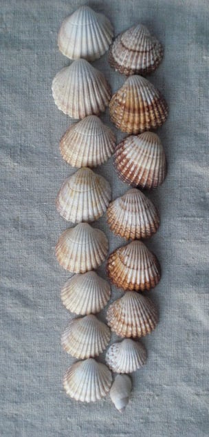 16 Sea Shells Collection Set Natural Supply Coastal Beach - Etsy
