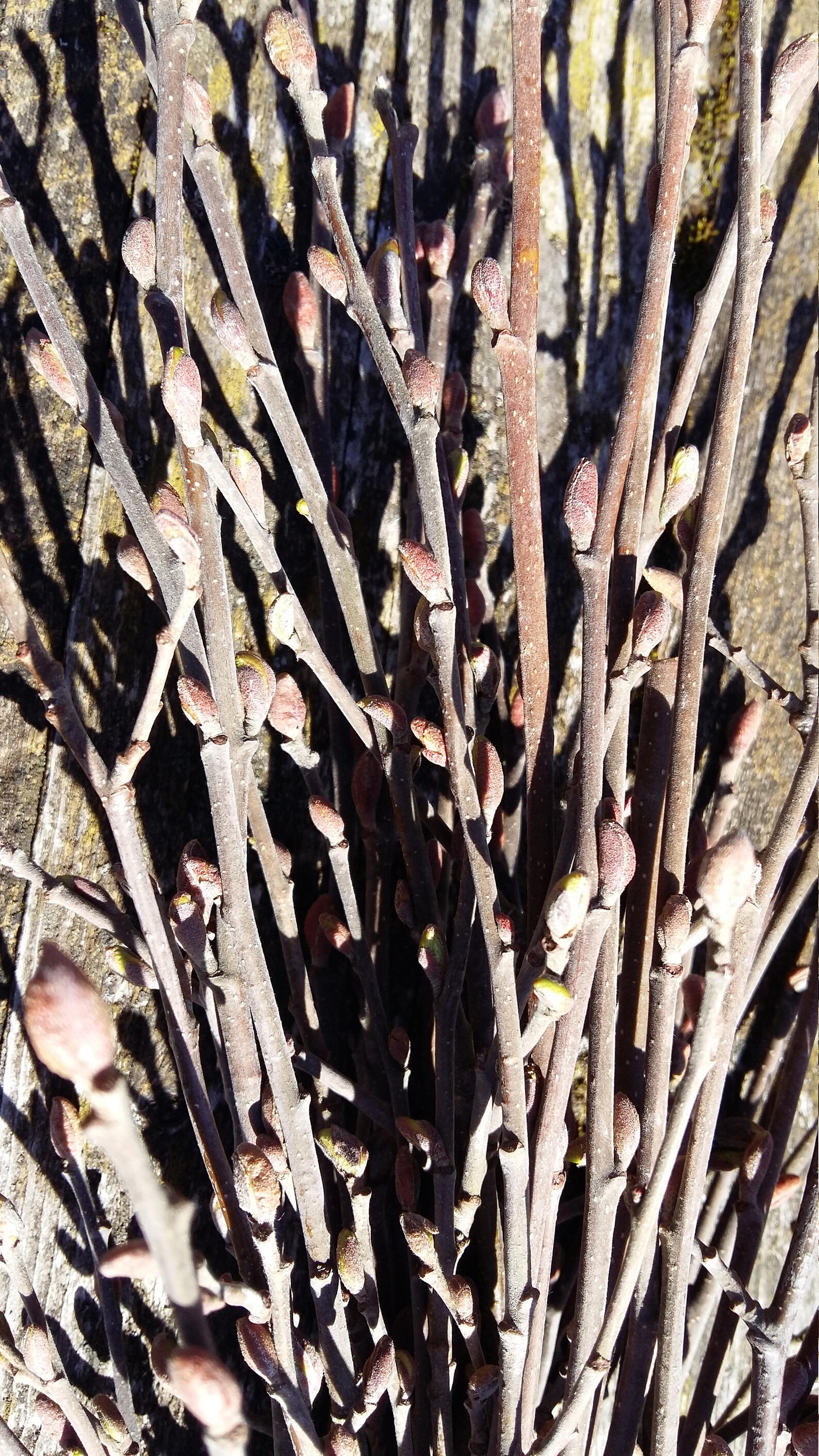 Tree branches bouquet decor natural twig springs alder wood | Etsy
