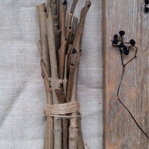 Ash Branches European Ash Tree Twigs Sticks Sacred Wood Magic Spells ...
