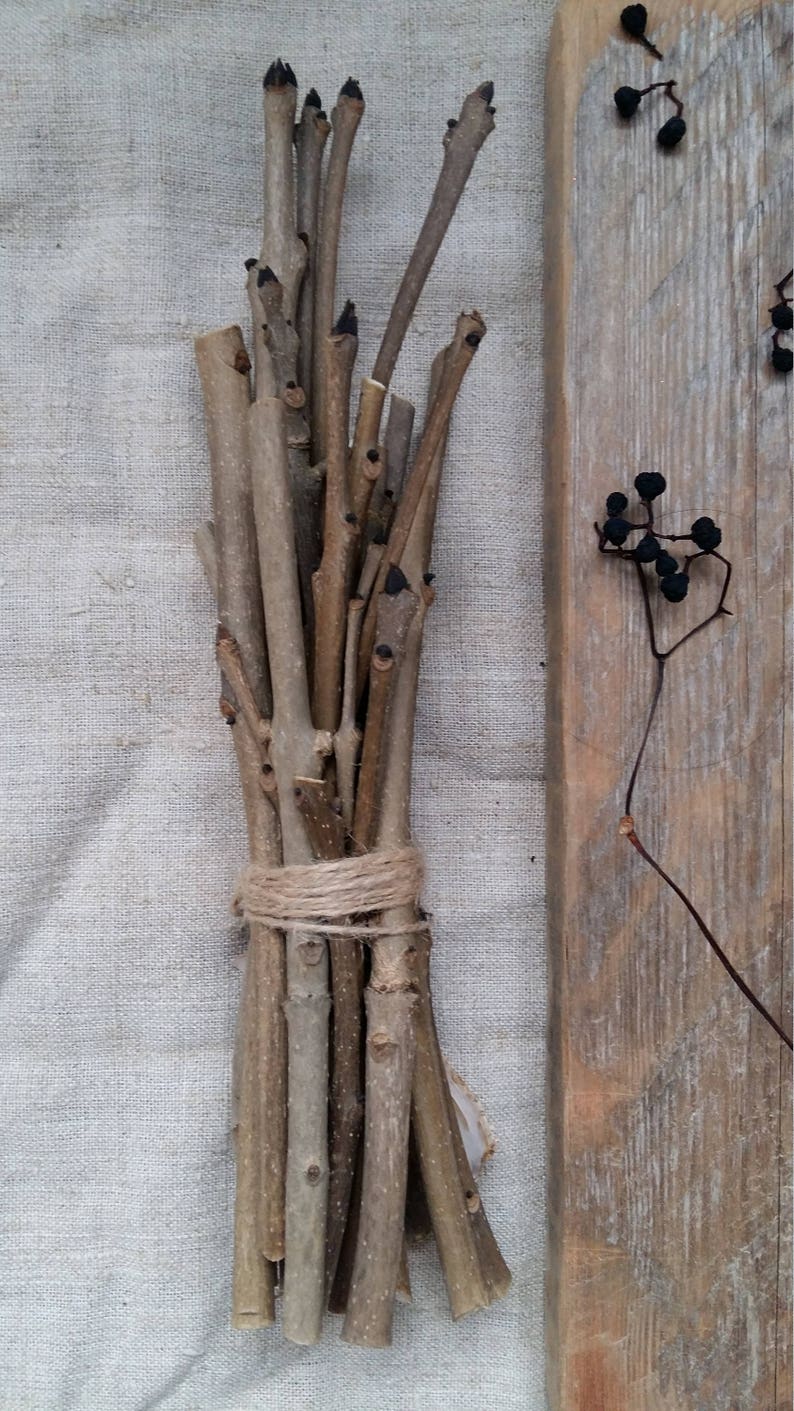 Ash Branches European Ash Tree Twigs Sticks Sacred Wood Magic | Etsy
