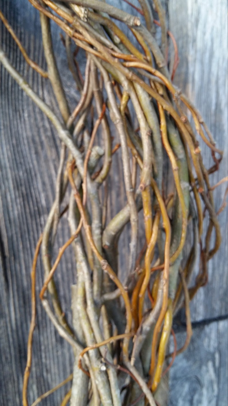 Curly Willow Wreath Hoop Natural Twisted Willow Tree Twigs - Etsy