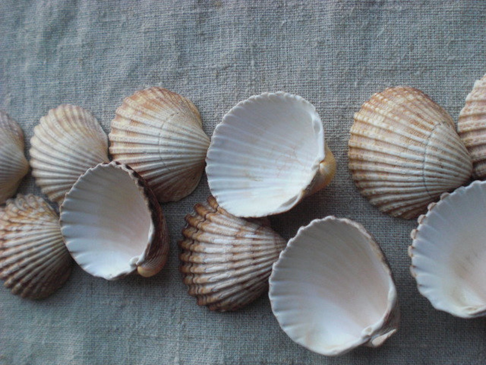 16 sea shells collection set natural supply coastal beach | Etsy