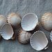 16 Sea Shells Collection Set Natural Supply Coastal Beach - Etsy