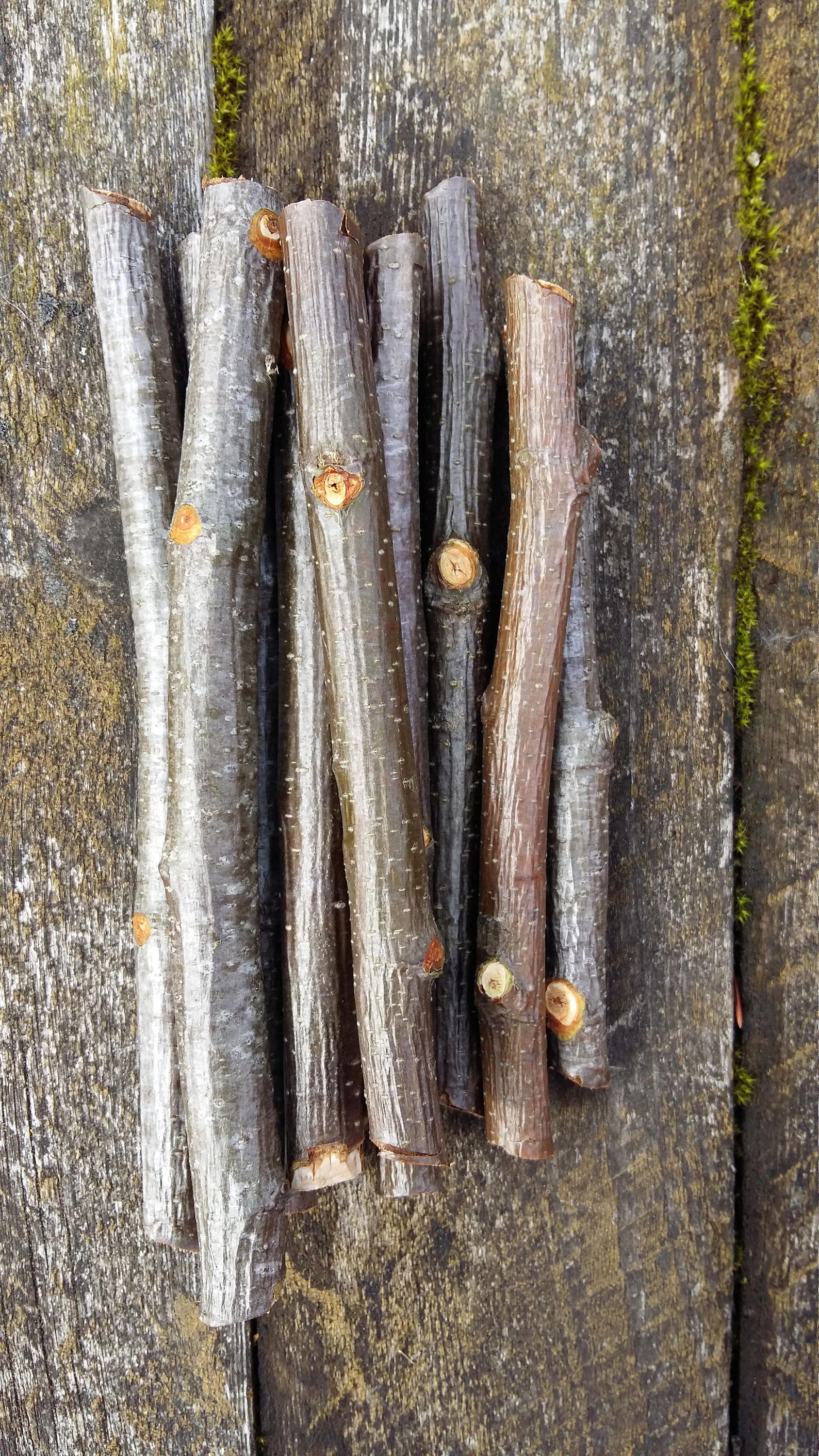 Ogham Set Supplies Wood Sticks Branches Twigs Natural Alder | Etsy