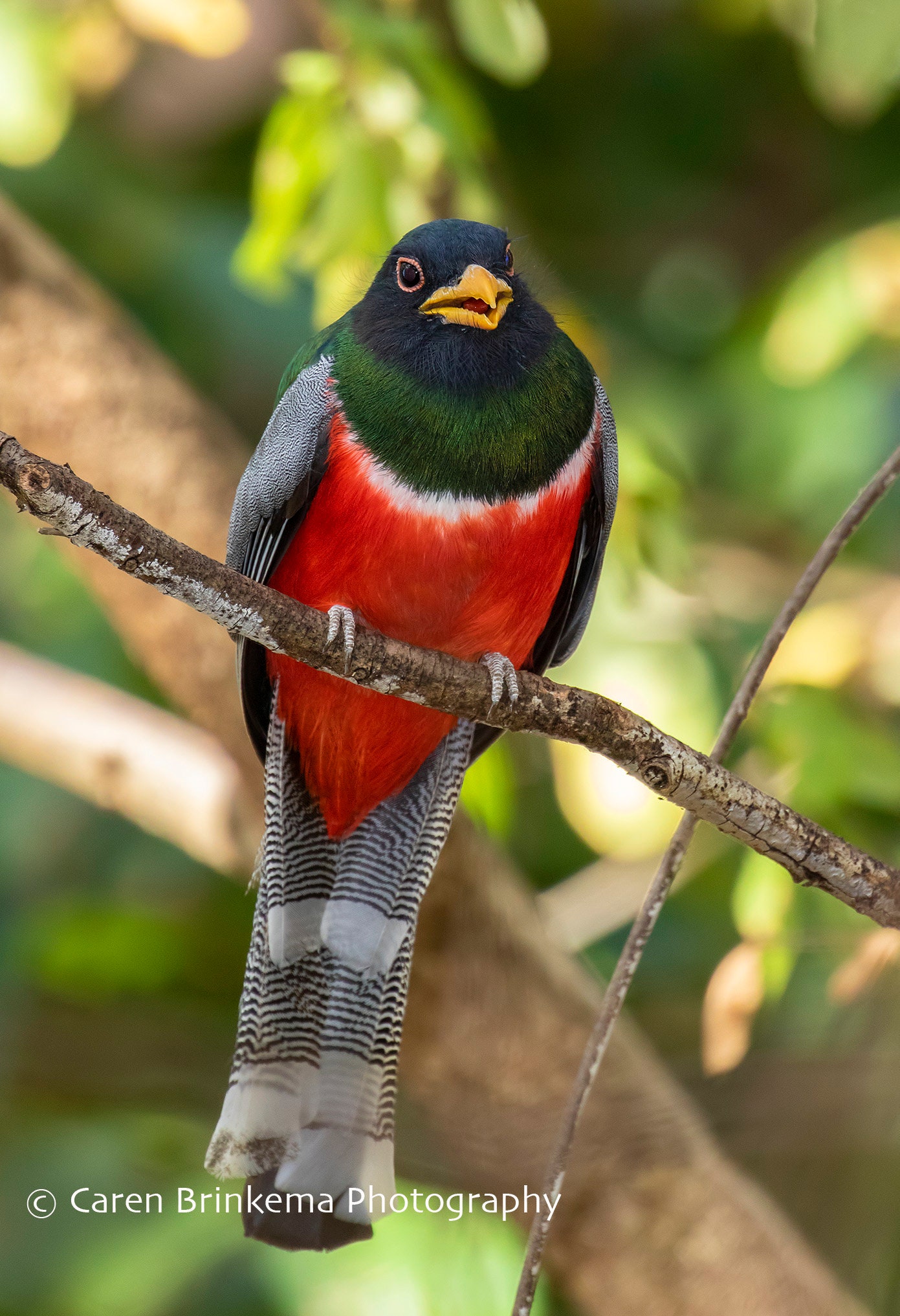 Collared Trogon, Costa Rica, Bird Photography, Canvas Wall Art, Giclee ...