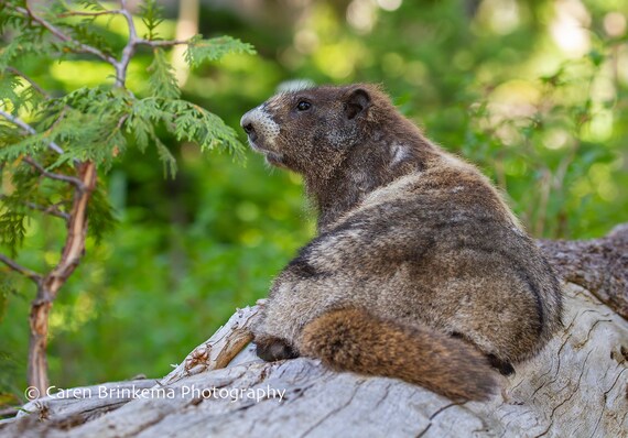 Marmot Bird Photography Wildlife Photo Canvas Wall Art | Etsy