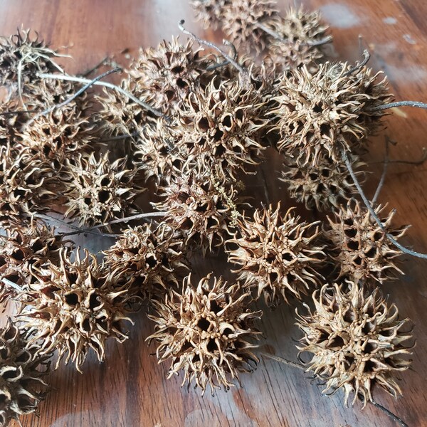 Sweet Gum - Etsy