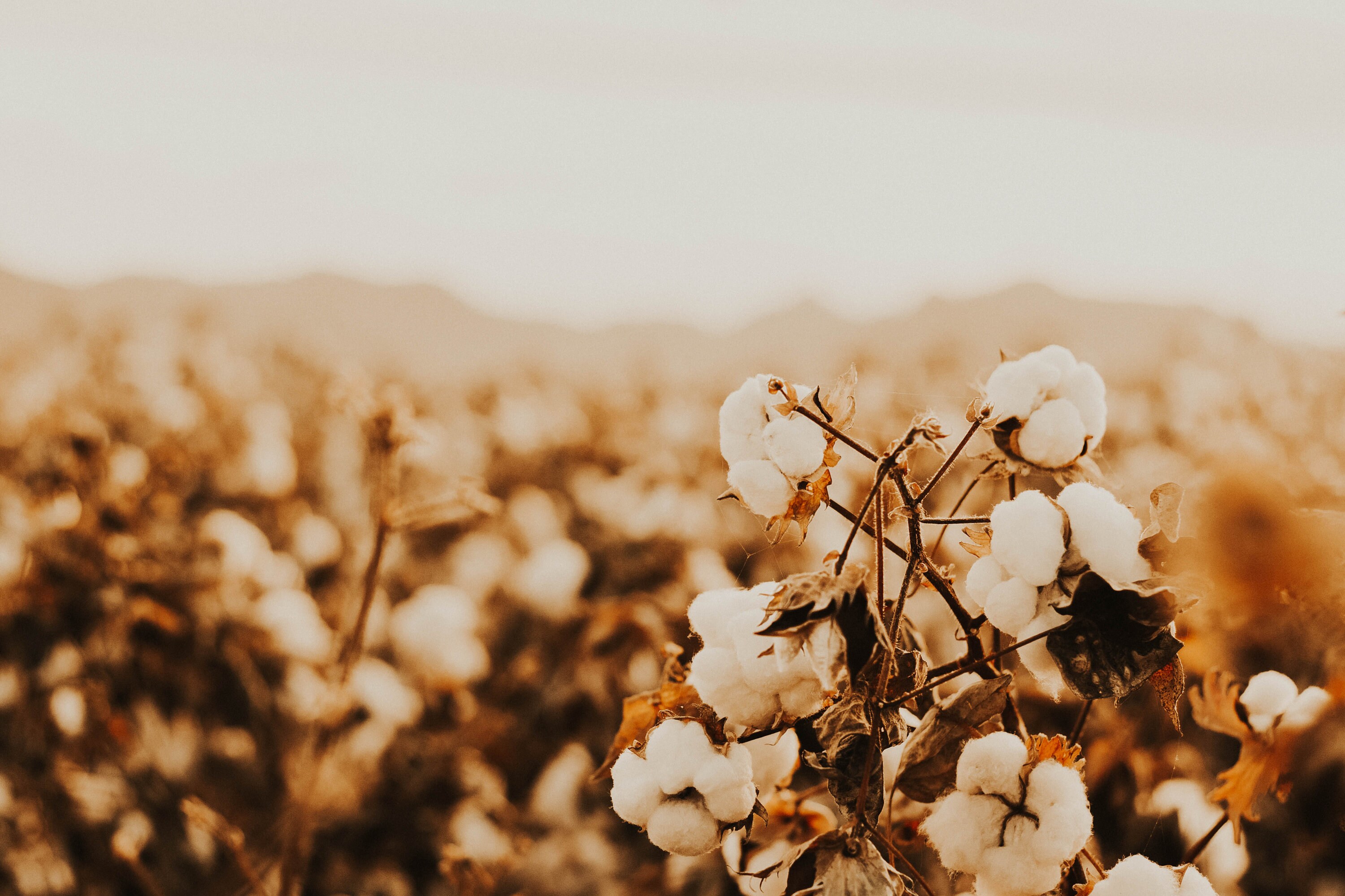 Cotton Field in Arizona Desert Print for Digital Download - Etsy