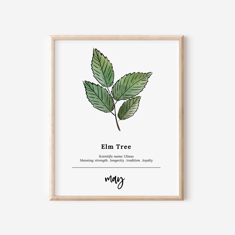 May Elm Tree Birth Wood Printable Sketch & Watercolor Art - Etsy