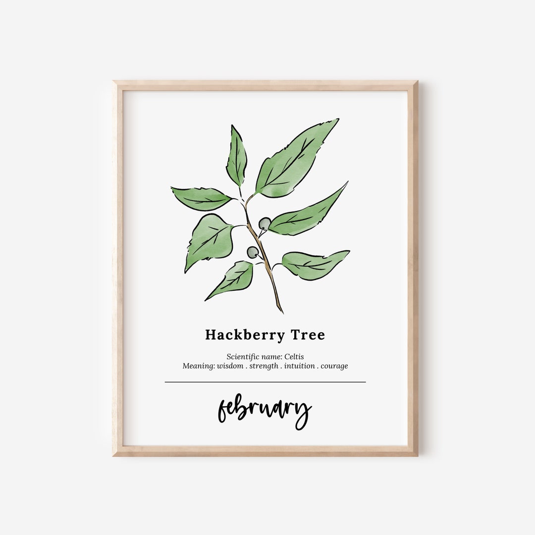 February Hackberry Tree Birth Wood Printable | Sketch & Watercolor Art ...