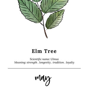 May Elm Tree Birth Wood Printable Sketch & Watercolor Art - Etsy