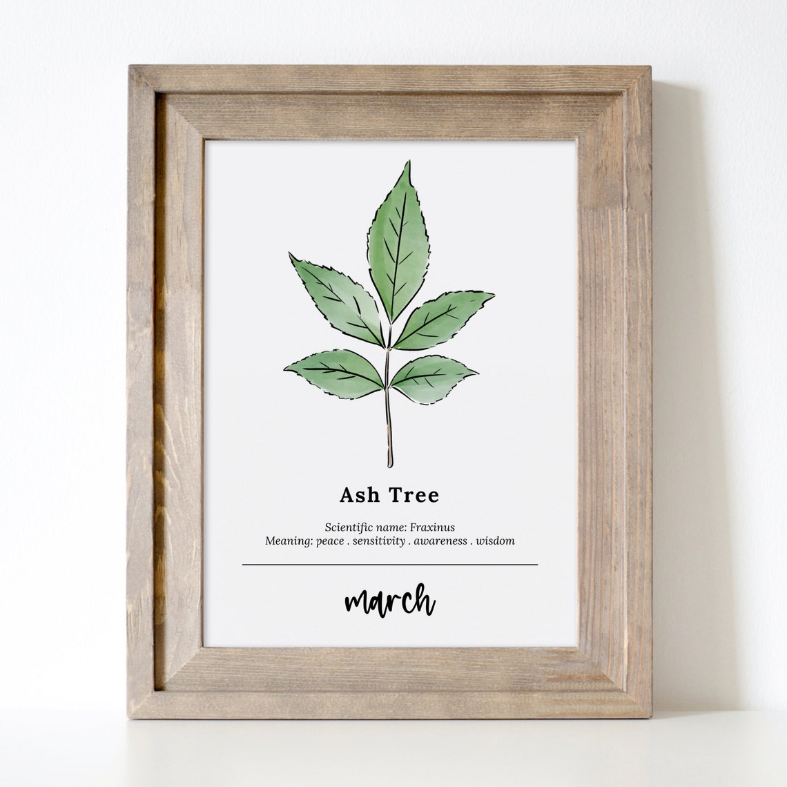 March Ash Tree Birth Wood Printable Sketch & Watercolor Art - Etsy