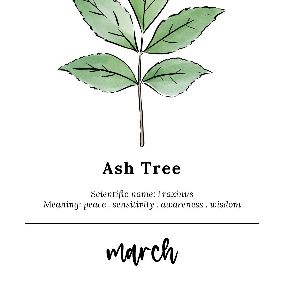 March Ash Tree Birth Wood Printable Sketch & Watercolor Art - Etsy