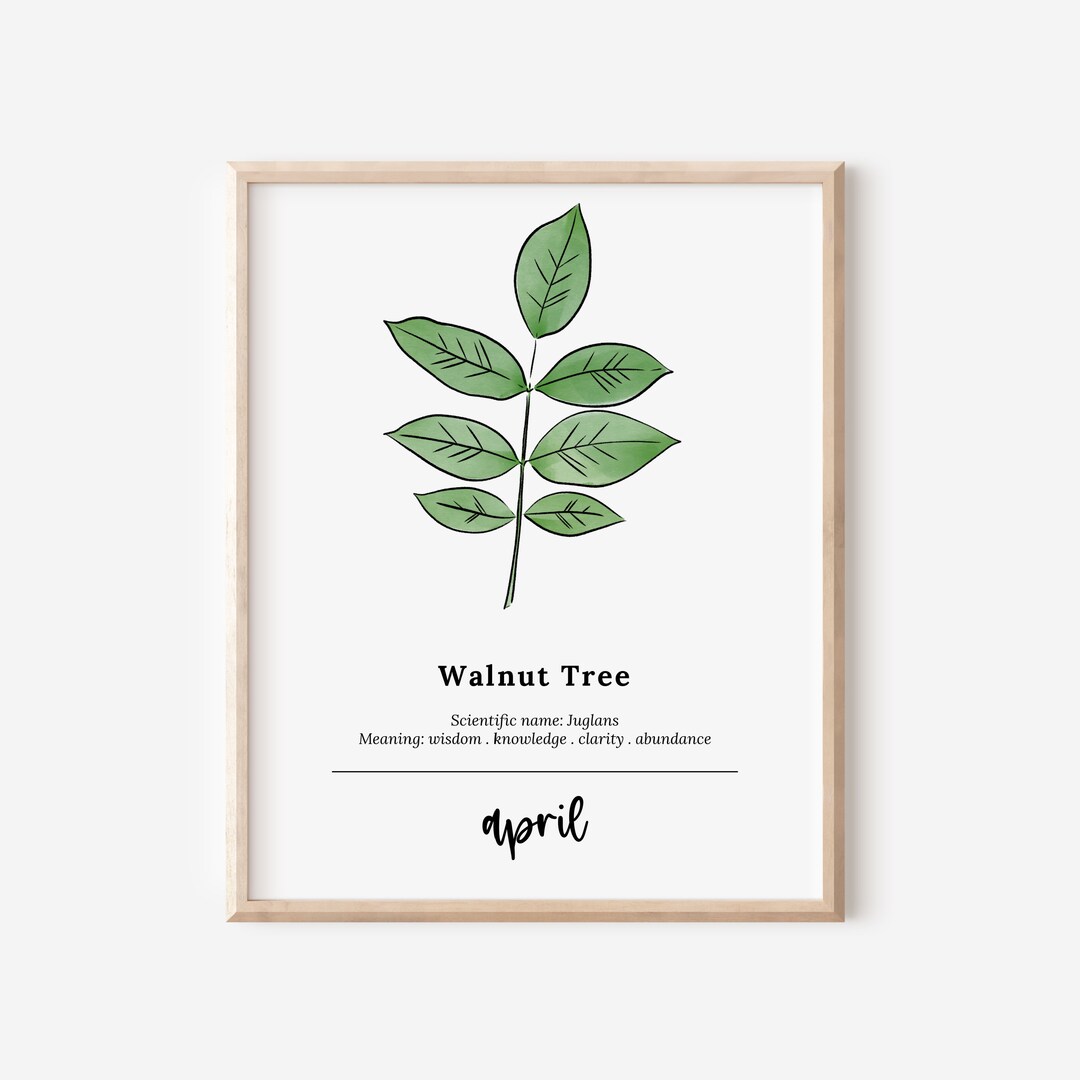 April Walnut Tree Birth Wood Printable | Sketch & Watercolor Art - Etsy