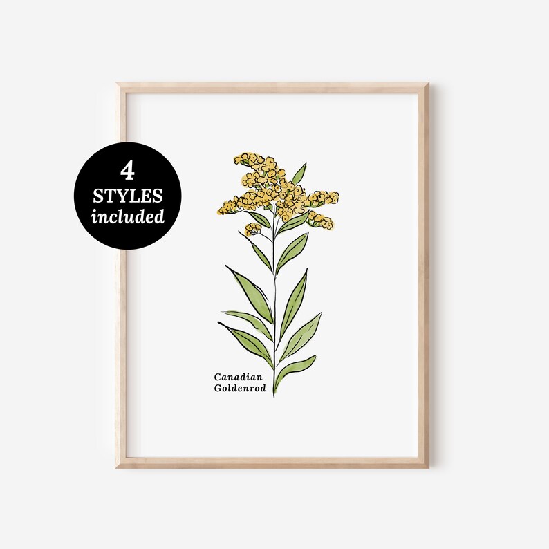 Canadian Goldenrod Flower Illustration Printables | 4 Styles Included ...