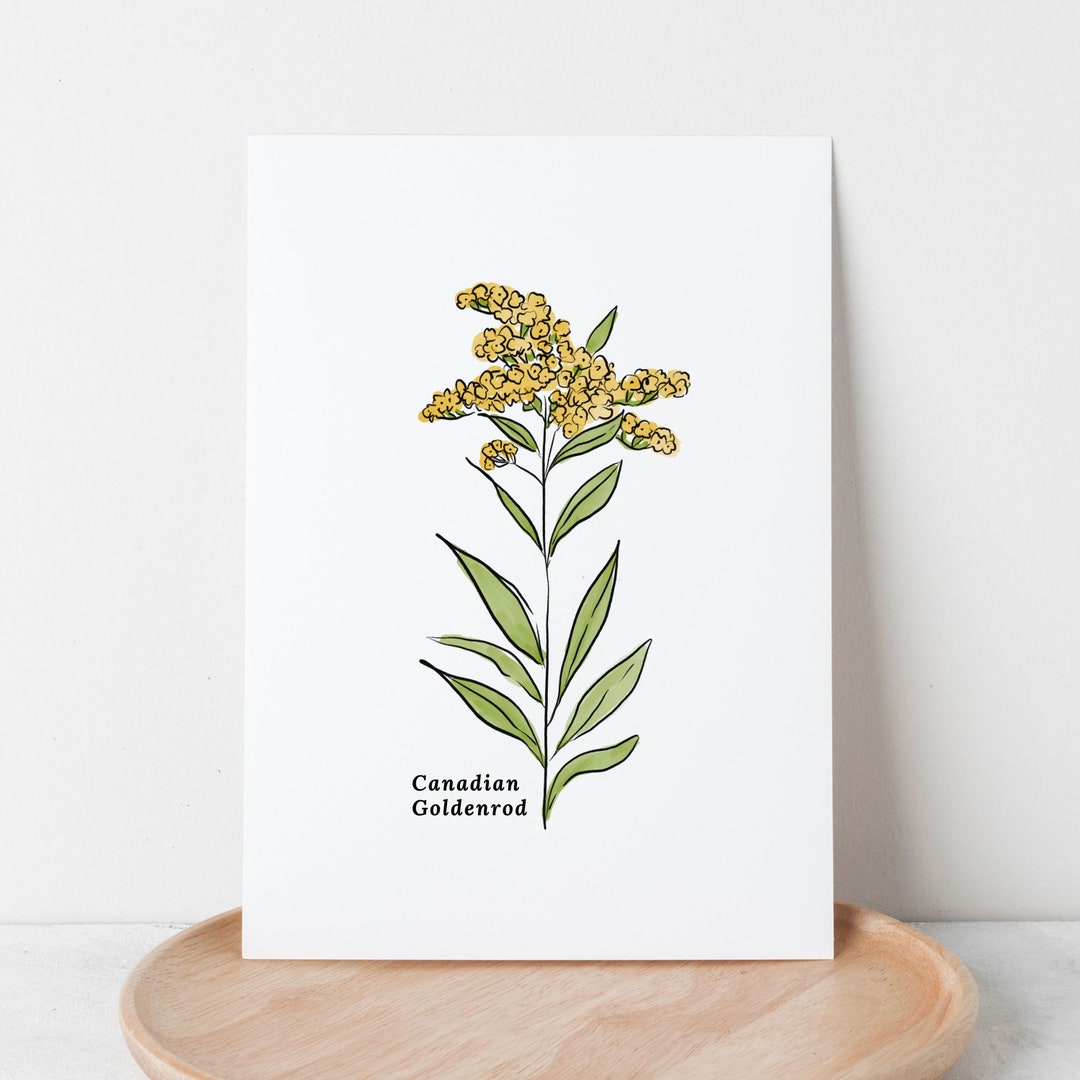 Canadian Goldenrod Flower Illustration | Unframed Art Print 4 Options ...