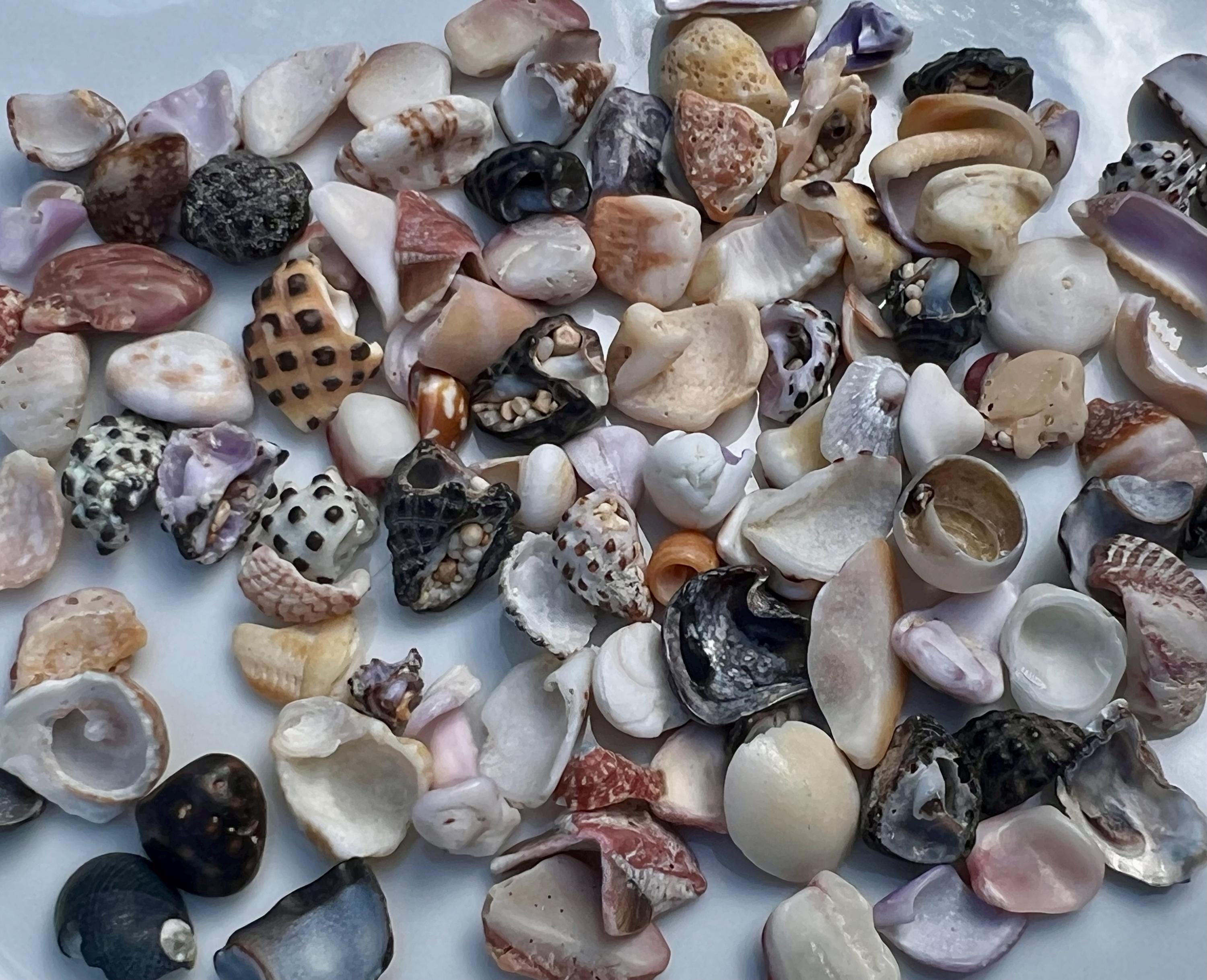 100 Small Sea Shell Pieces and Parts // Hand Picked in Hawaii // Unique ...