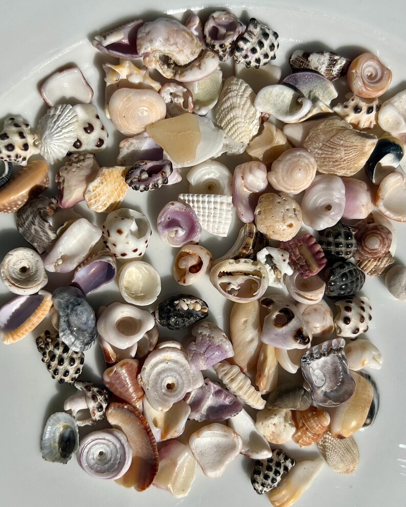 100 Small Sea Shell Pieces and Parts // Hand Picked in Hawaii // Unique ...
