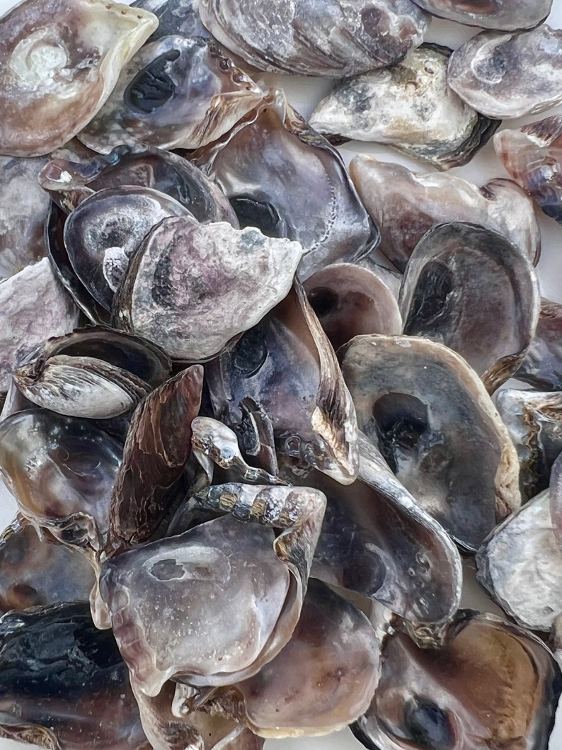 Bulk Mini Muscle Shells for Crafting, Mosaics, Jewelry Making, Beach ...