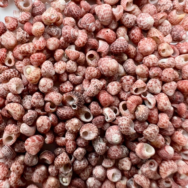 Kahelelani Shells - Etsy