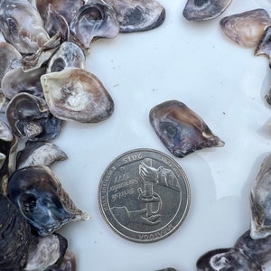 Bulk Mini Muscle Shells for Crafting, Mosaics, Jewelry Making, Beach ...