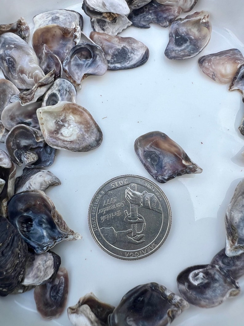 Bulk Mini Muscle Shells for Crafting, Mosaics, Jewelry Making, Beach ...