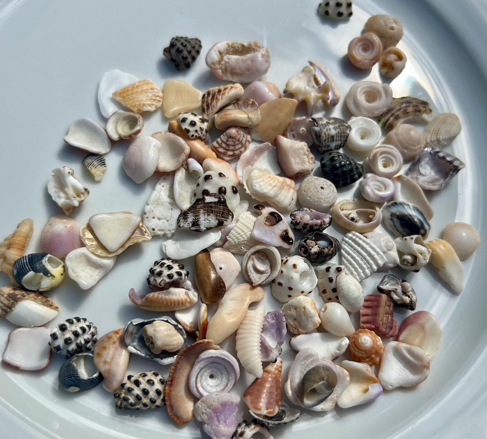 100 Small Sea Shell Pieces and Parts // Hand Picked in Hawaii // Unique ...
