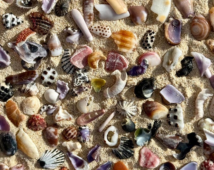 XS Sea Shell Pieces • 250-500pcs • Hand Picked in Hawaii • Unique ...