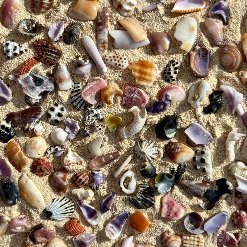 Assorted Seashells - Etsy