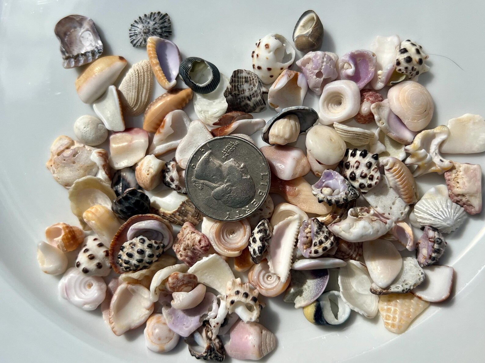 100 Small Sea Shell Pieces and Parts // Hand Picked in Hawaii // Unique ...
